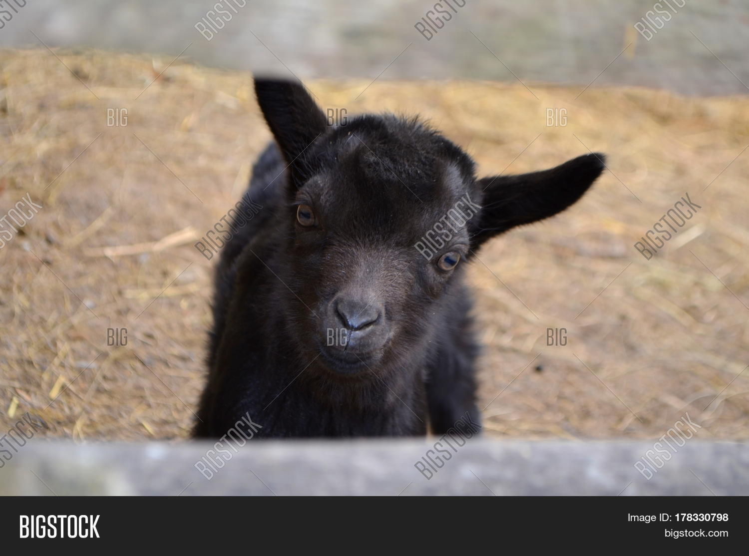 Little Black Goat - Image & Photo (Free Trial) | Bigstock