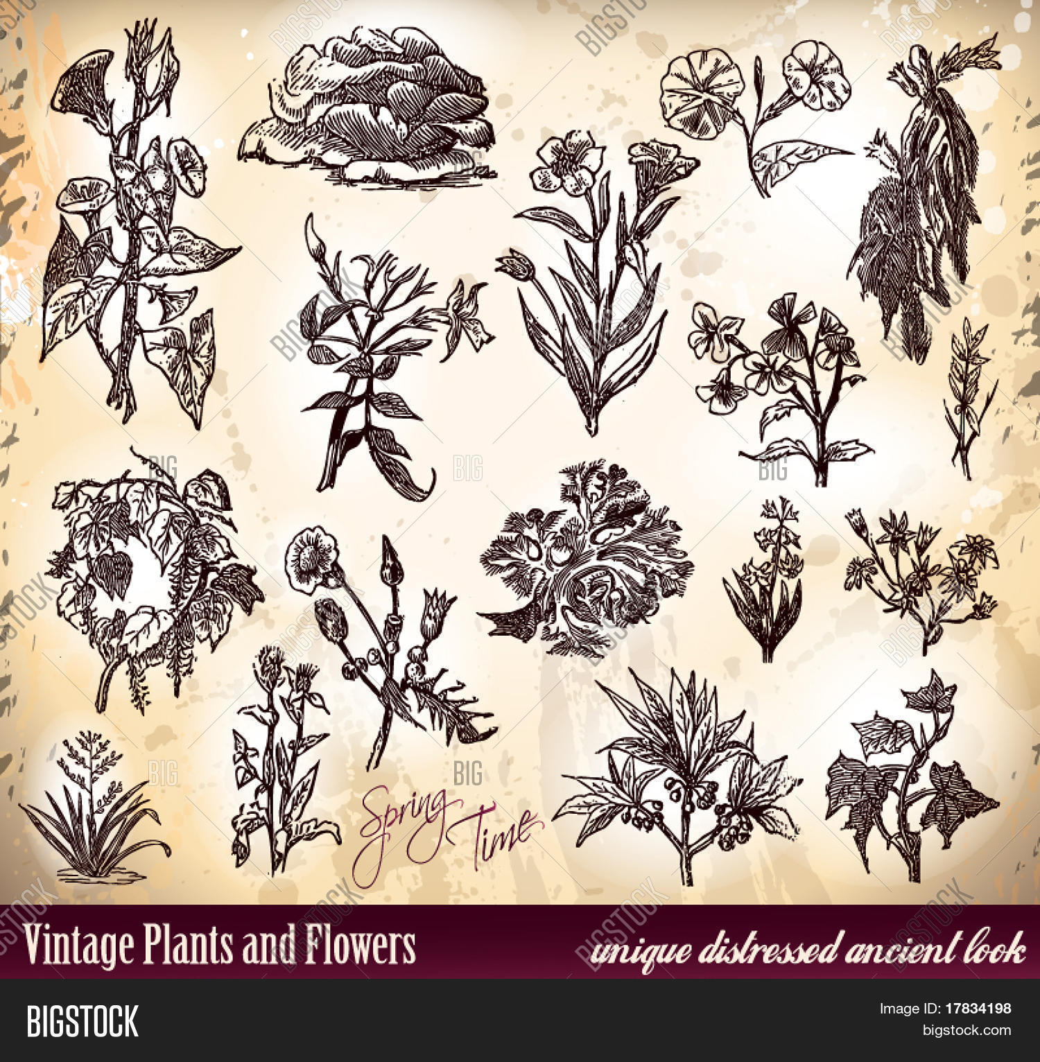 Vintage Plants Flower Vector & Photo (Free Trial) | Bigstock