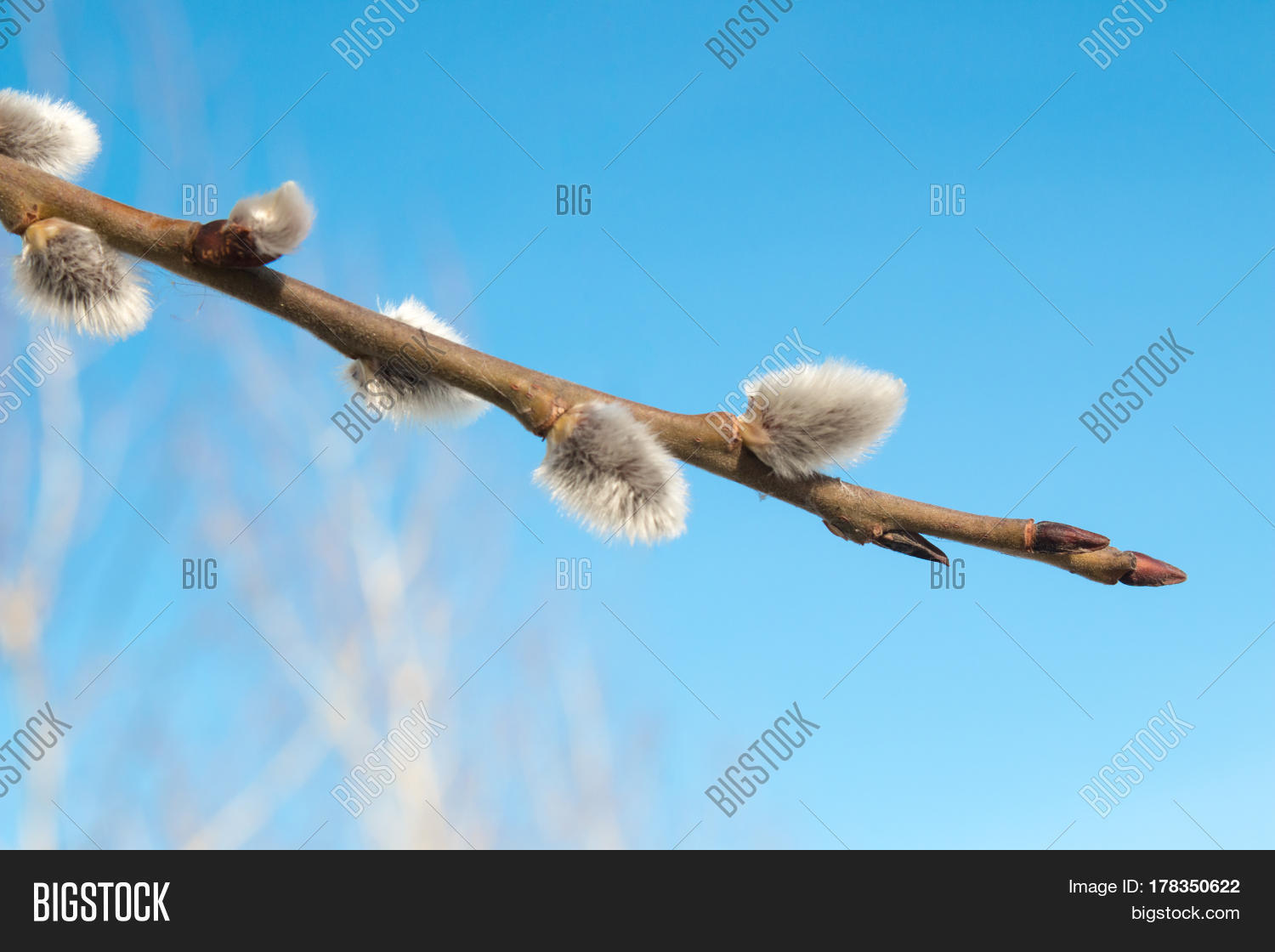 Fluffy Buds On Image & Photo (Free Trial) | Bigstock