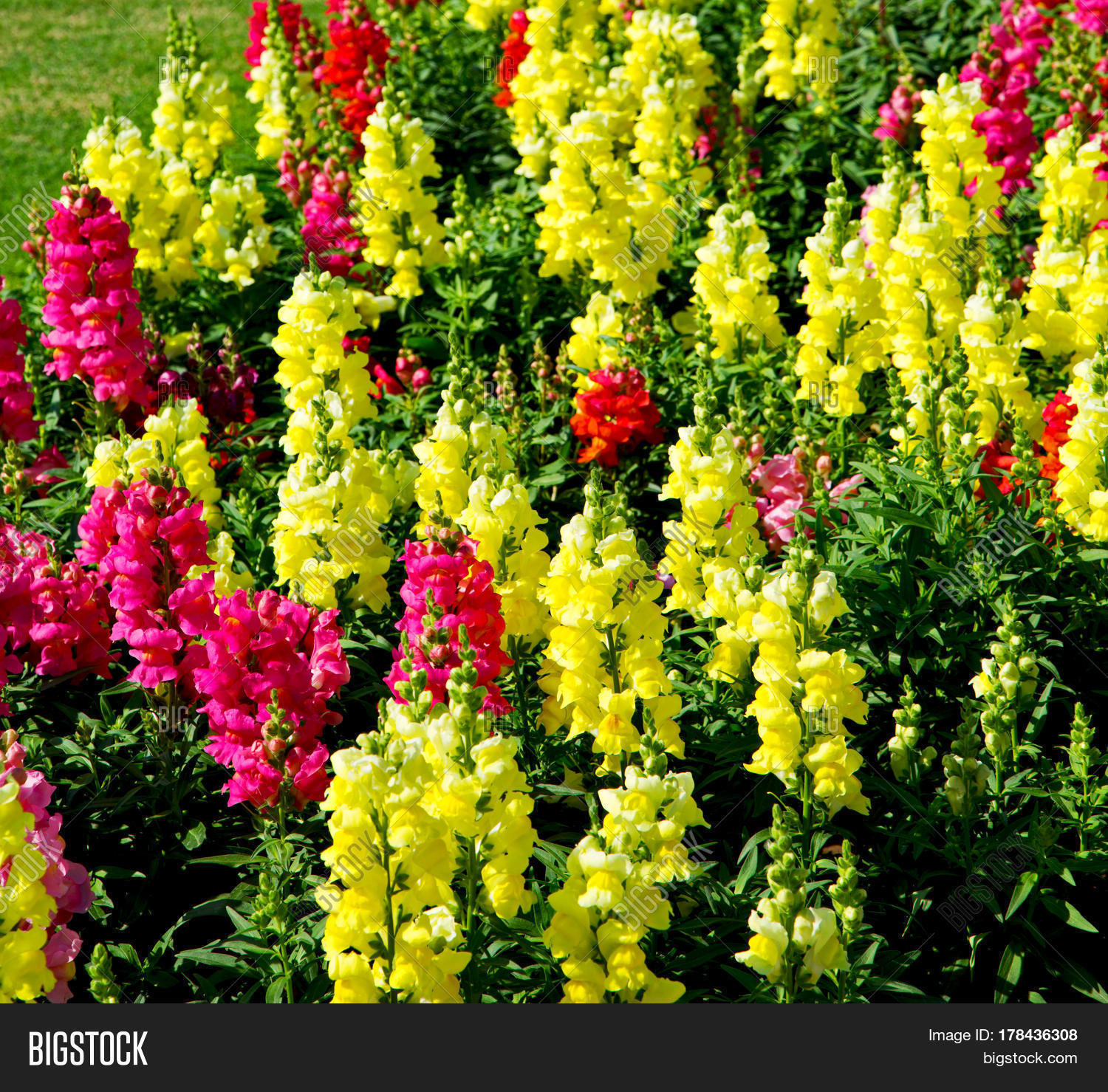 Oman Flowers Garden Image & Photo (Free Trial) | Bigstock