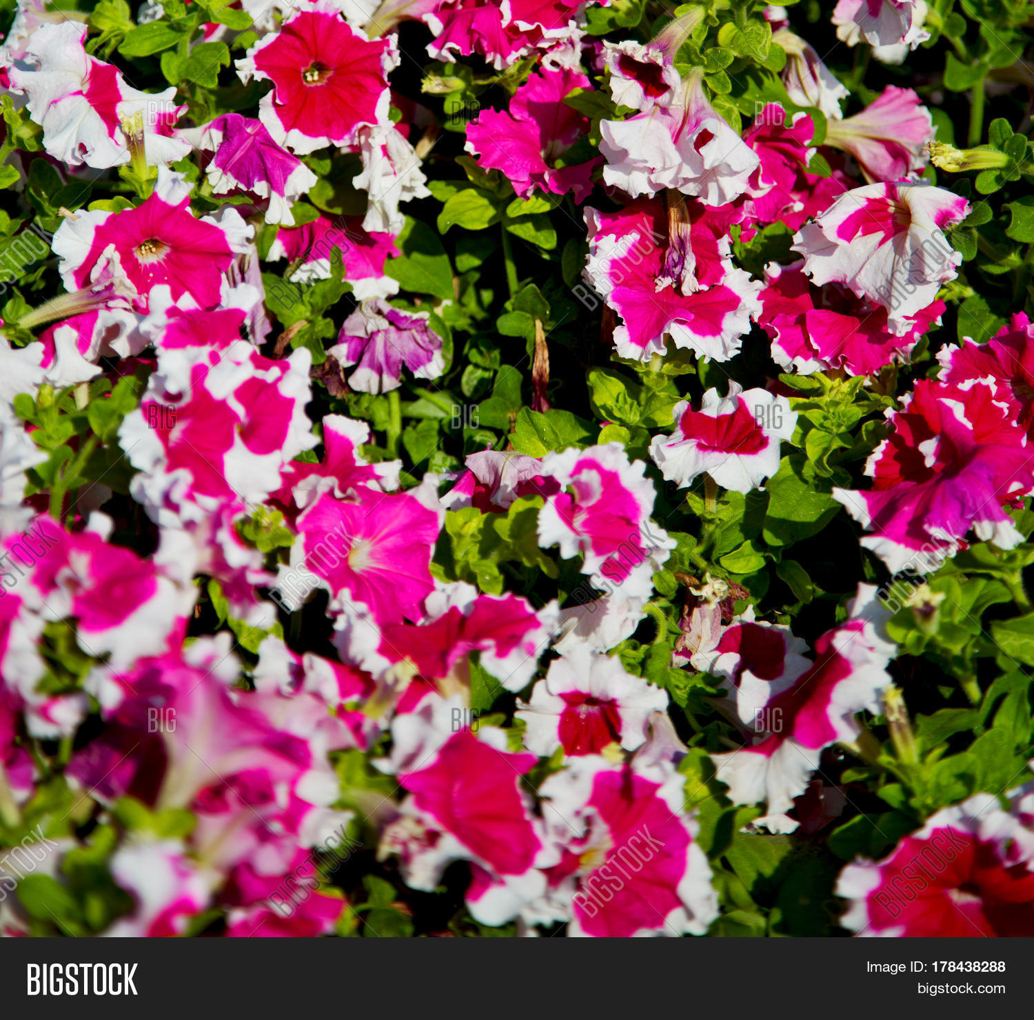 Oman Flowers Garden Image & Photo (Free Trial) | Bigstock