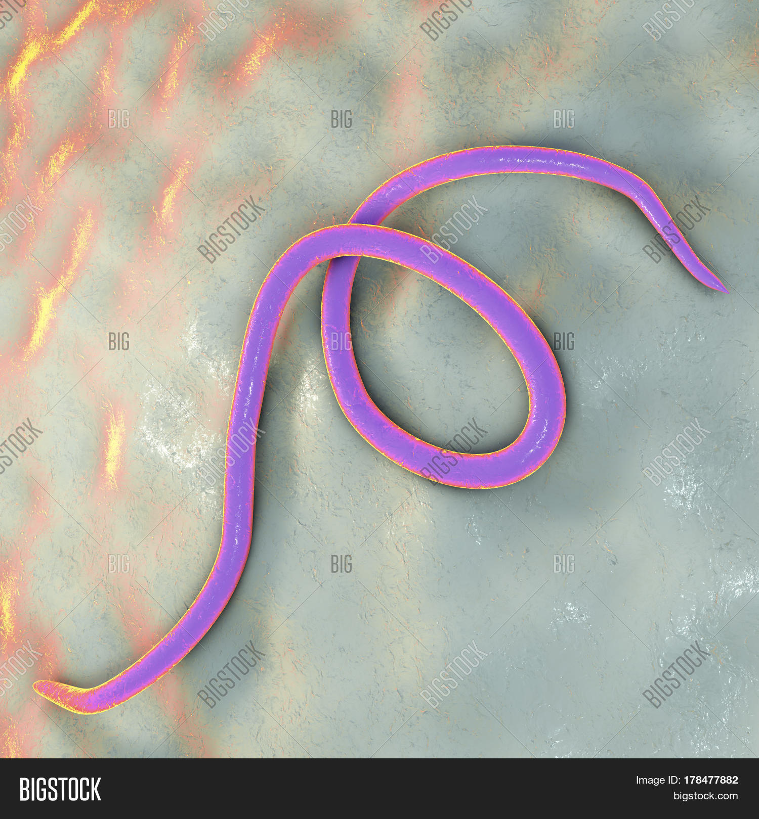 Helminths Nematodes Image & Photo (Free Trial) | Bigstock
