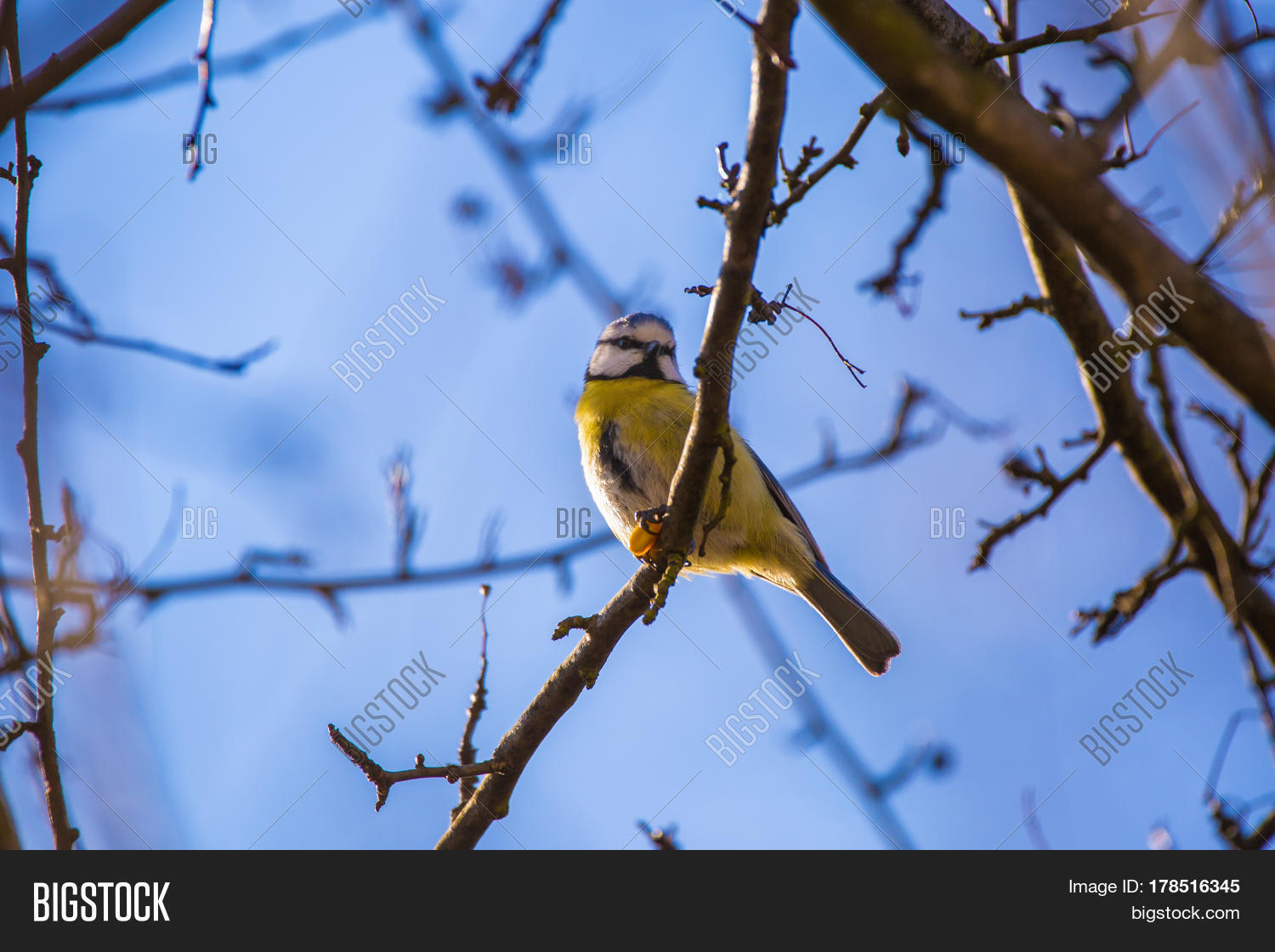 Beautiful Little Bird Image & Photo (Free Trial) | Bigstock
