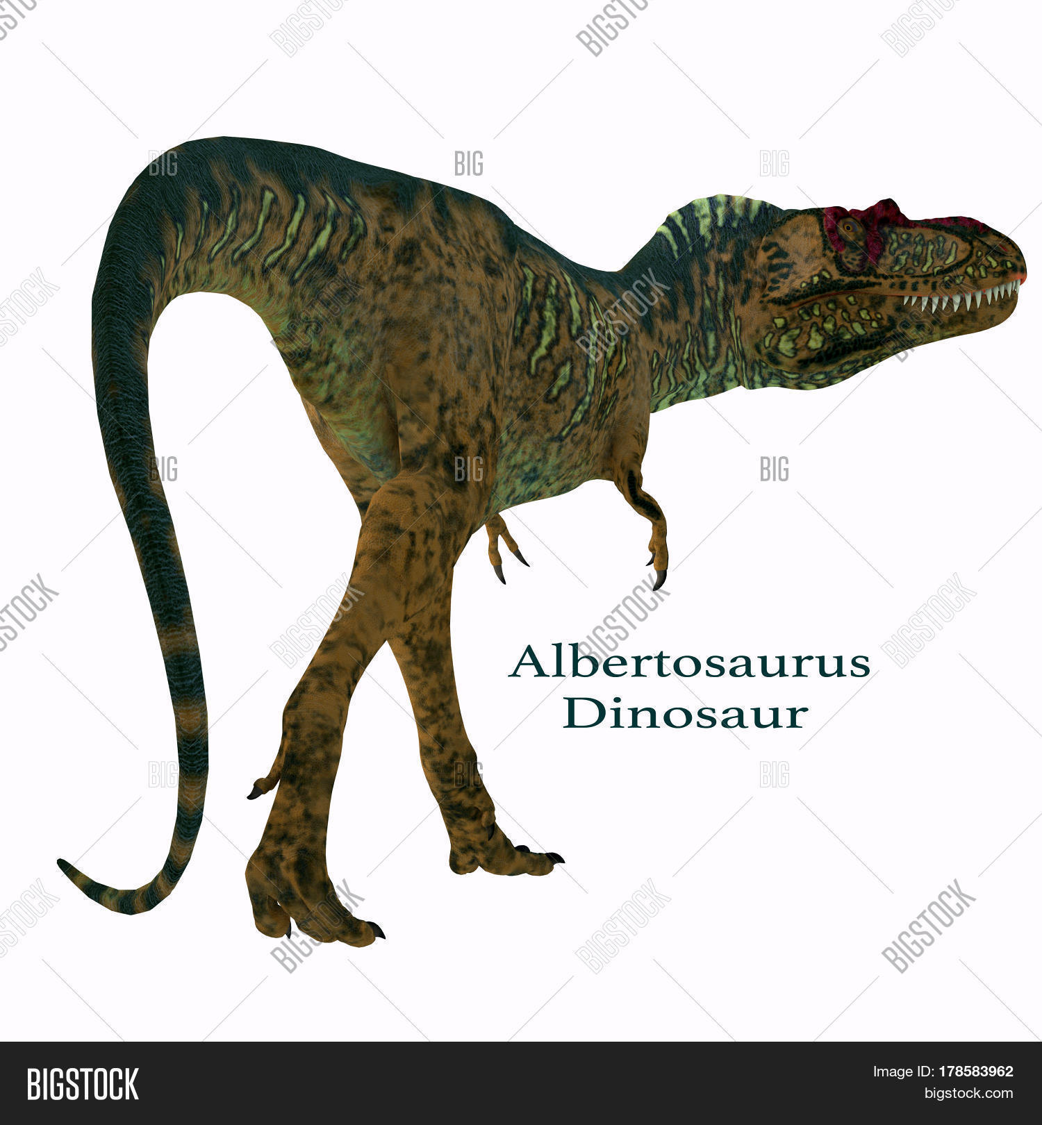 Albertosaurus Dinosaur Image & Photo (Free Trial) | Bigstock