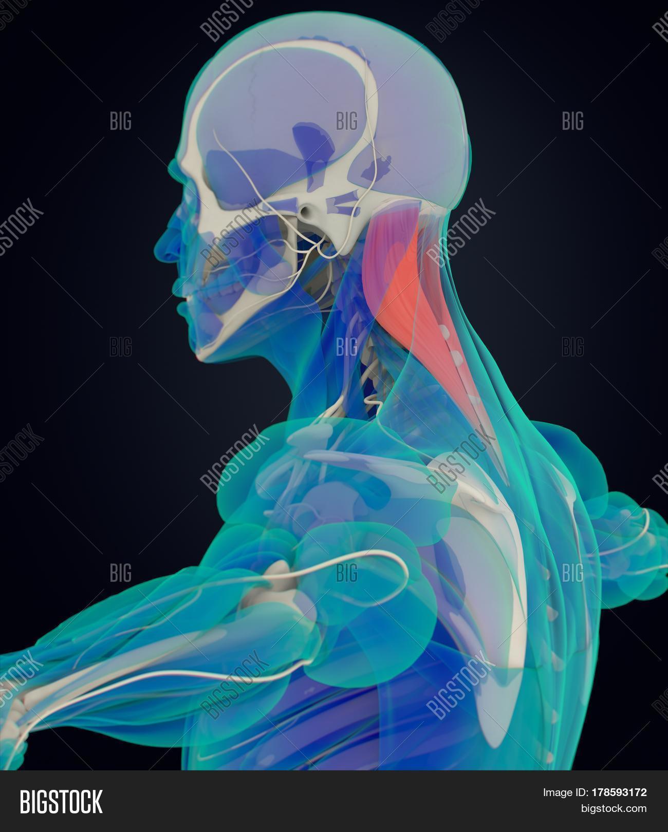 Splenius Capitis, Neck Image & Photo (Free Trial) | Bigstock
