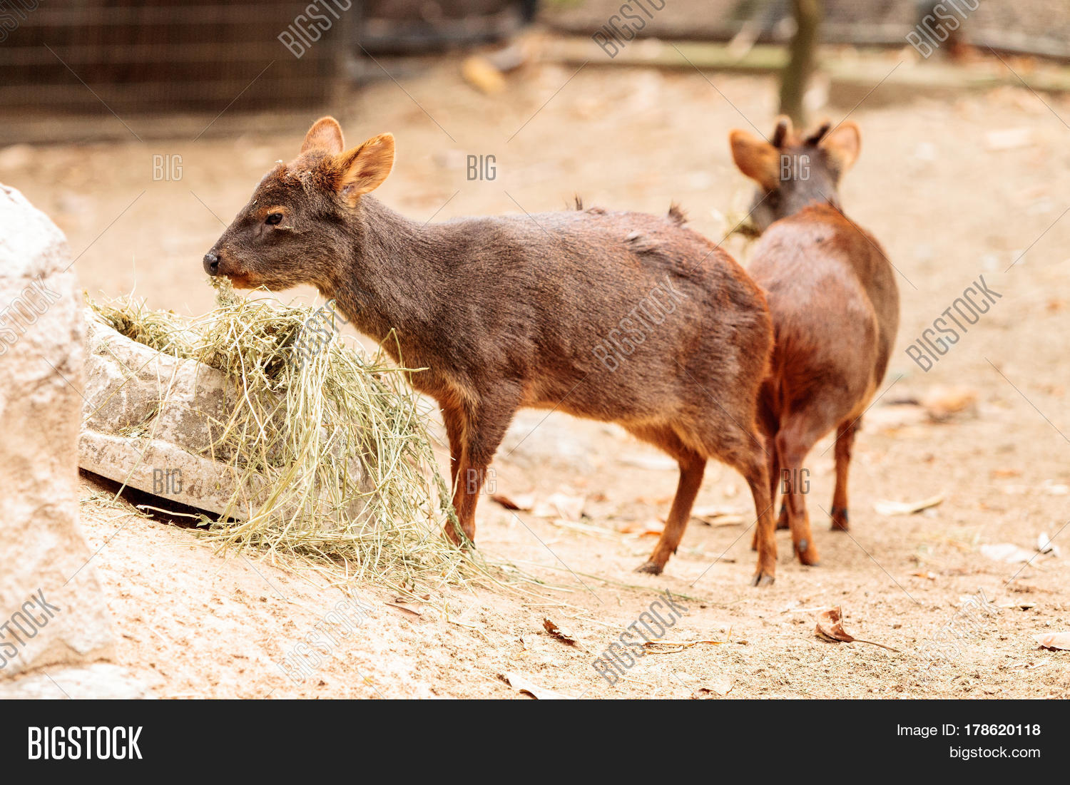 Southern Pudu Image & Photo (Free Trial) | Bigstock