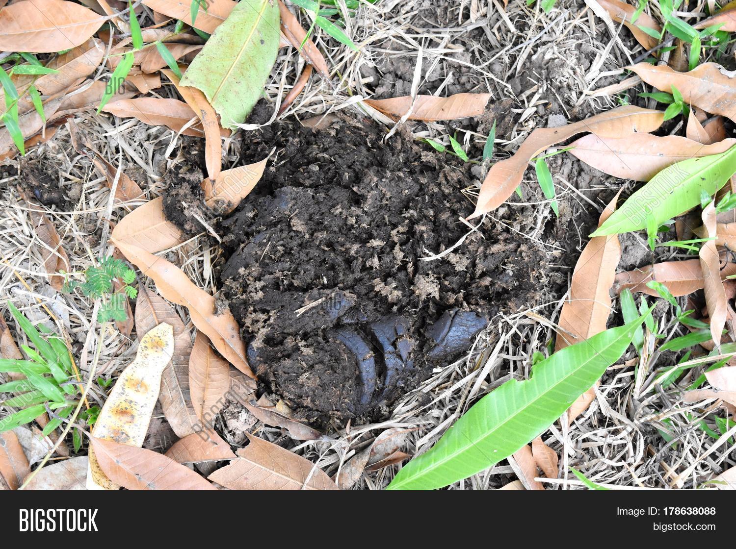 Fresh Cow Dung On Image & Photo (Free Trial) | Bigstock