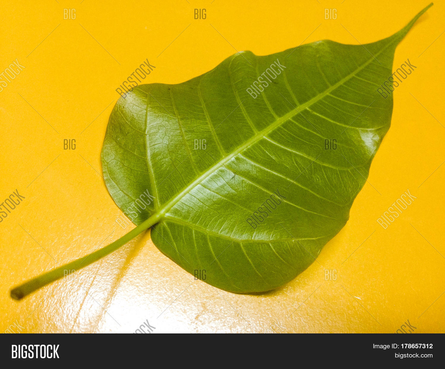 Bothi Leaves Image & Photo (Free Trial) | Bigstock