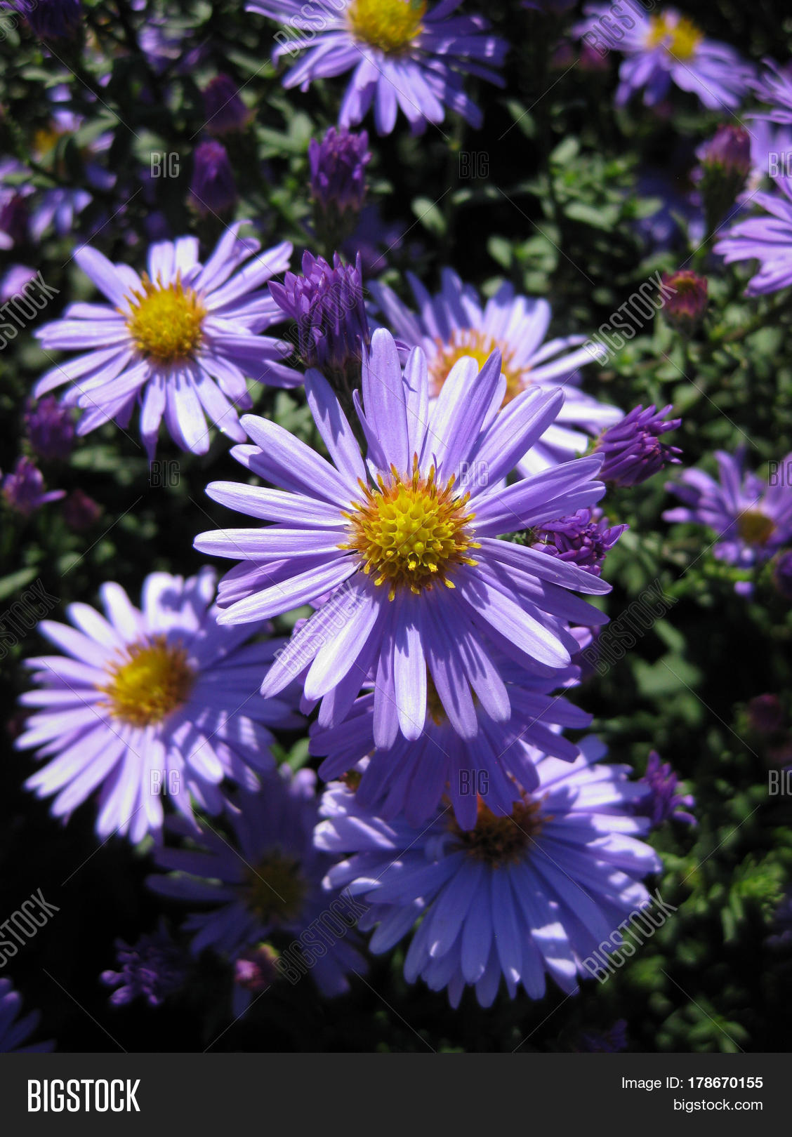 Beautiful Bushy Aster Image & Photo (Free Trial) | Bigstock