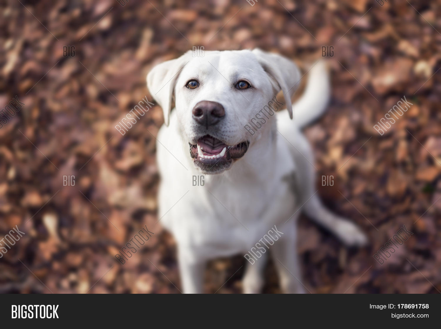 Happy White Labrador Image & Photo (Free Trial) | Bigstock