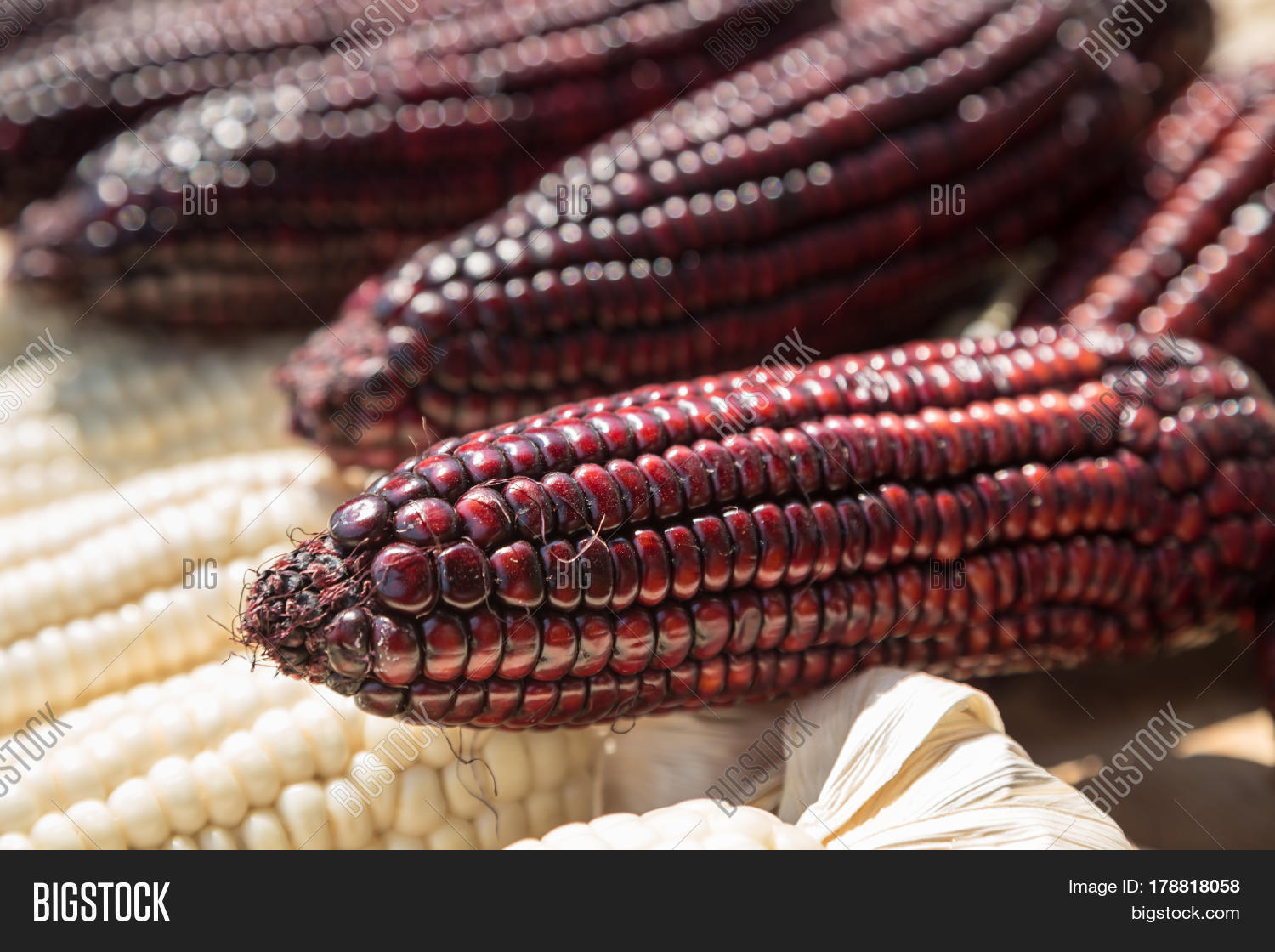 Close Fresh Purple Image & Photo (Free Trial) | Bigstock