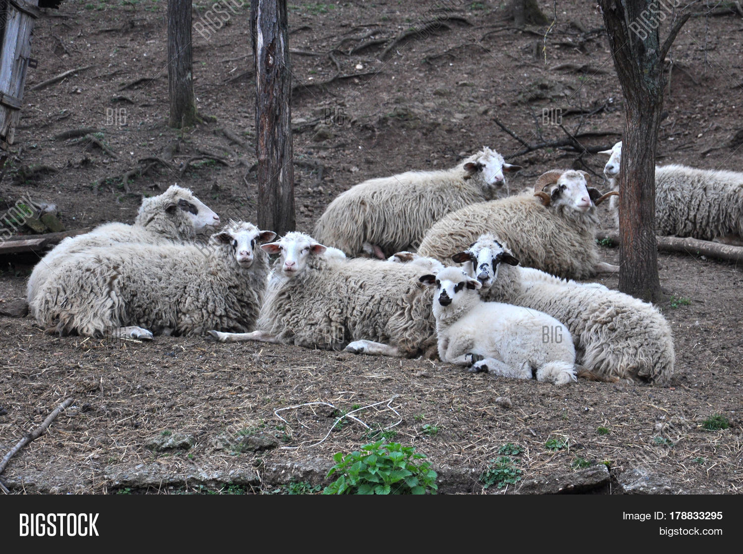 Flock Sheep Ready Image & Photo (Free Trial) | Bigstock