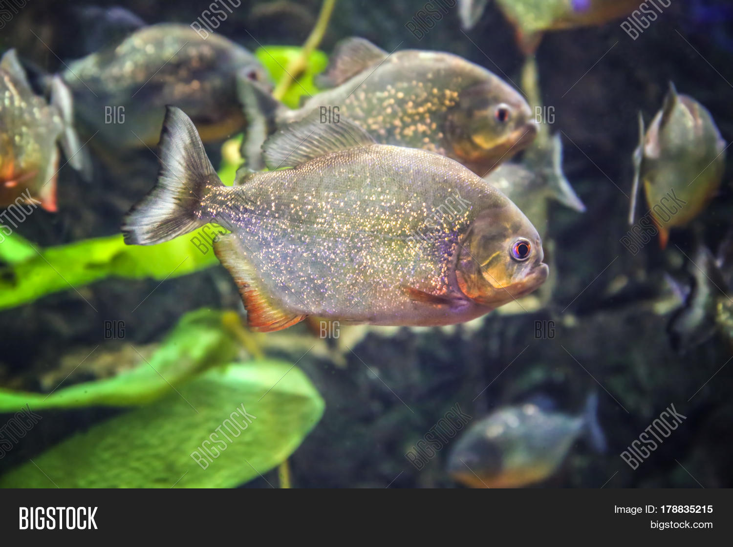 Exotic Piranha Fish Image & Photo (Free Trial) | Bigstock