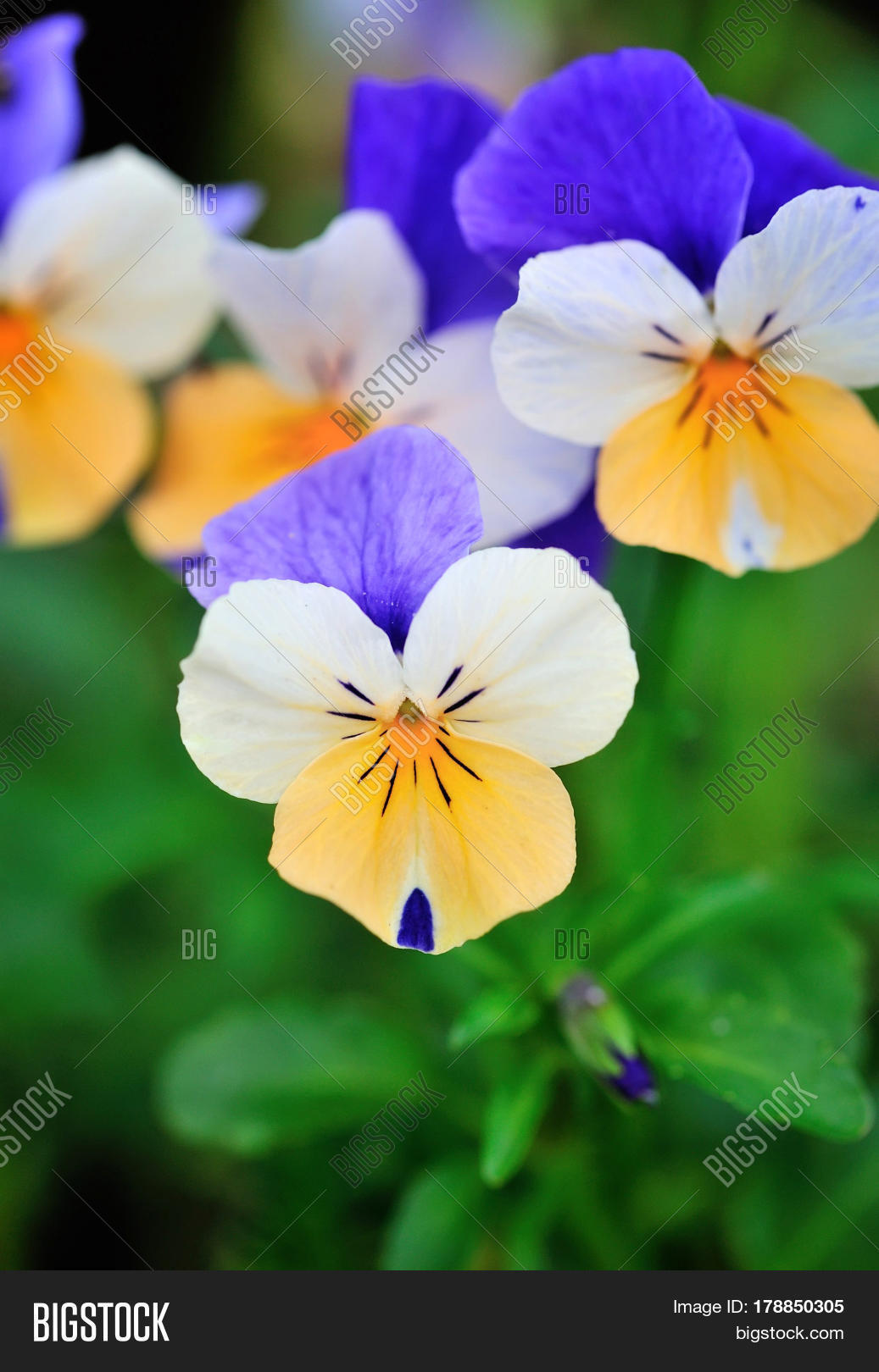 Tricolor Pansy Flower Image & Photo (Free Trial) | Bigstock