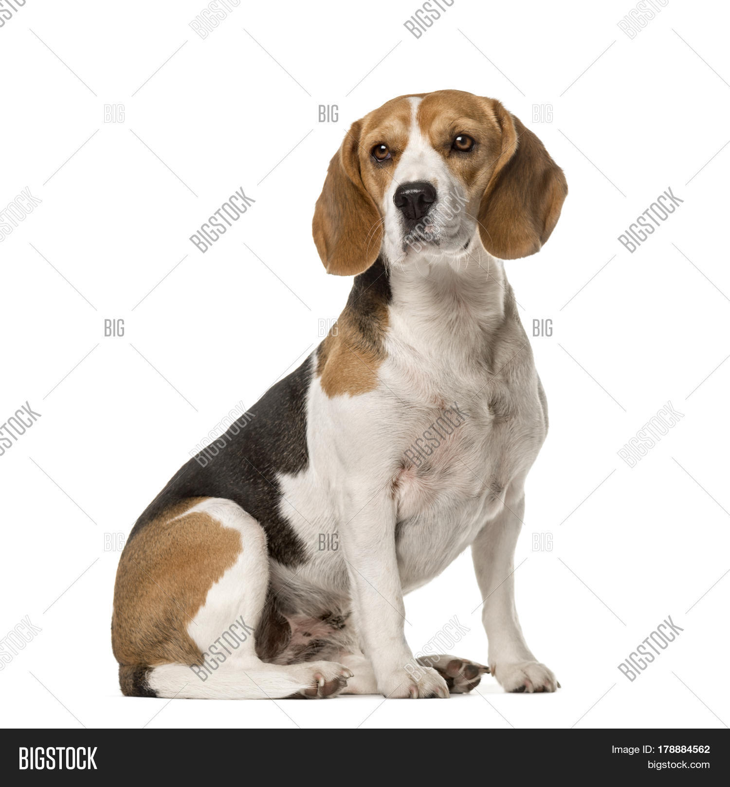 Beagle Sitting , Image & Photo (Free Trial) | Bigstock