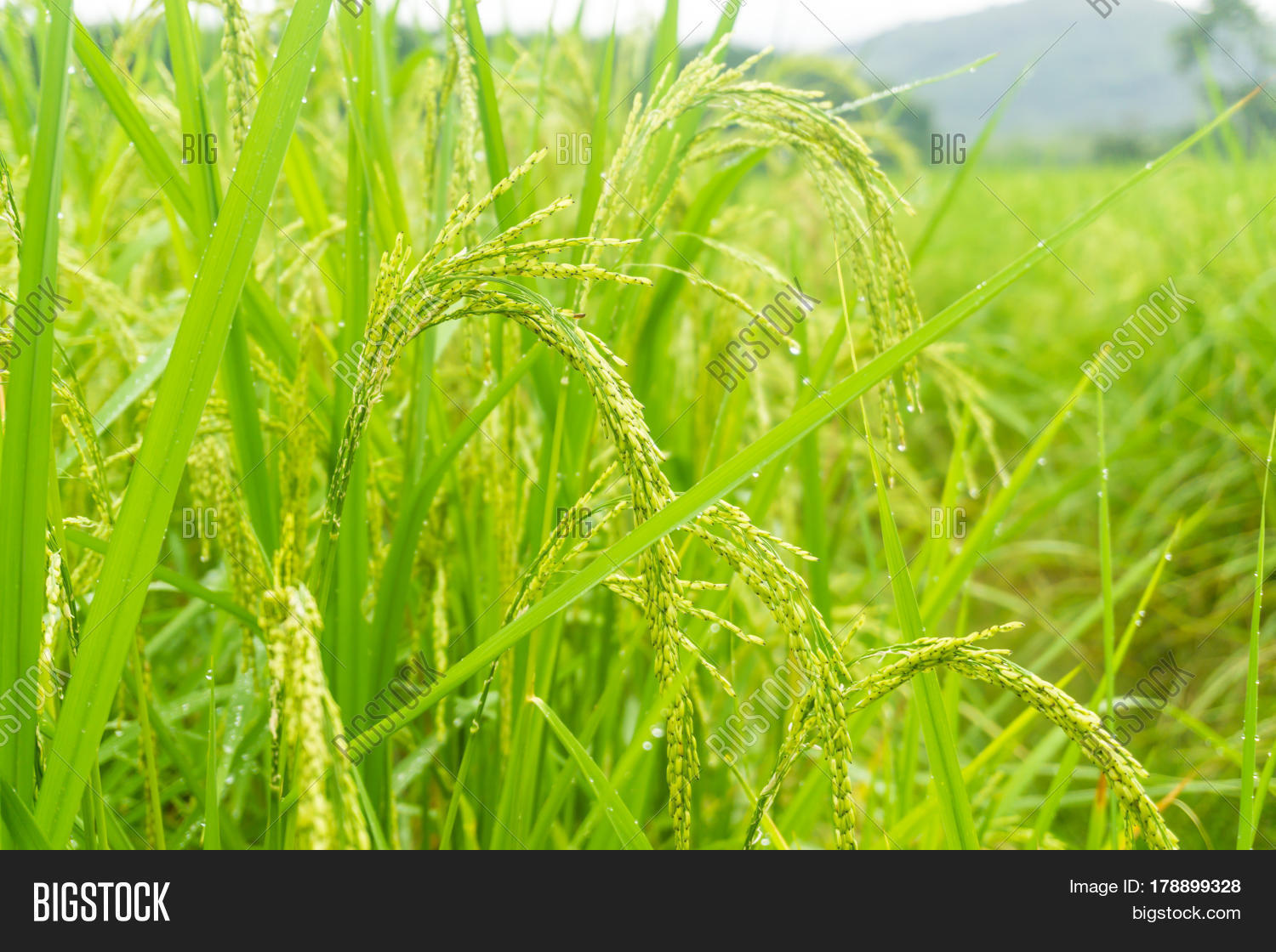 Rice Field Paddy Image & Photo (Free Trial) | Bigstock
