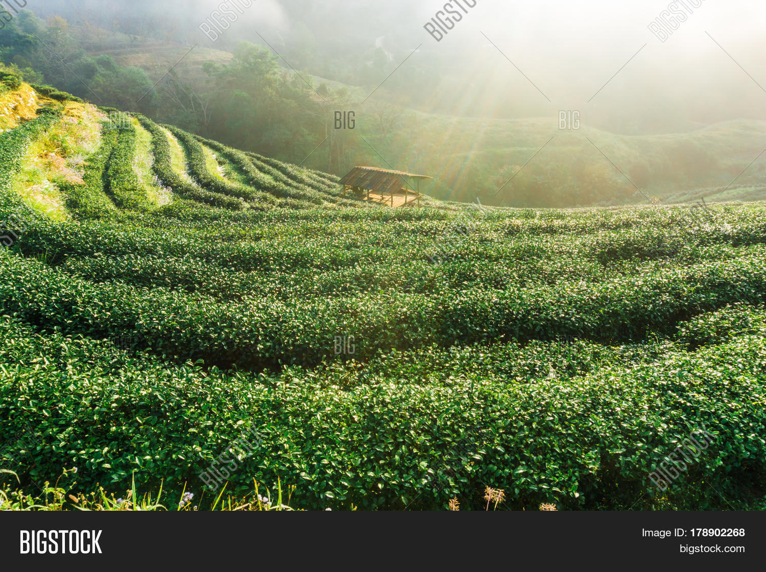 Tea Plantation Field Image & Photo (Free Trial) | Bigstock