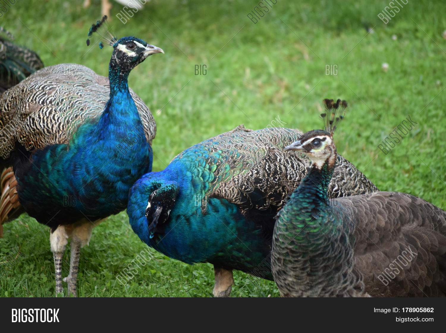 Flock Peacocks On Lawn Image & Photo (Free Trial) | Bigstock