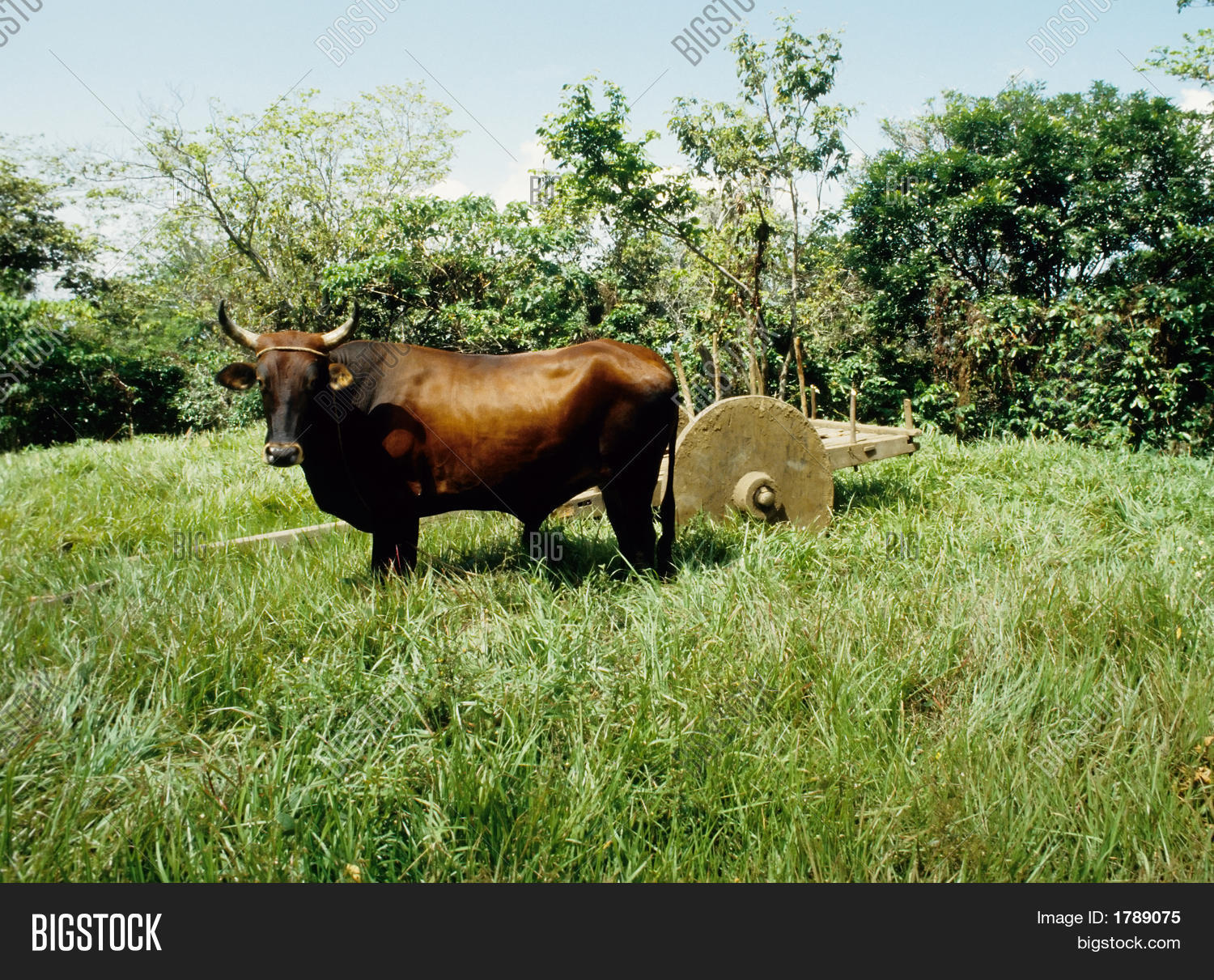 Ox Cart Image & Photo (Free Trial) | Bigstock