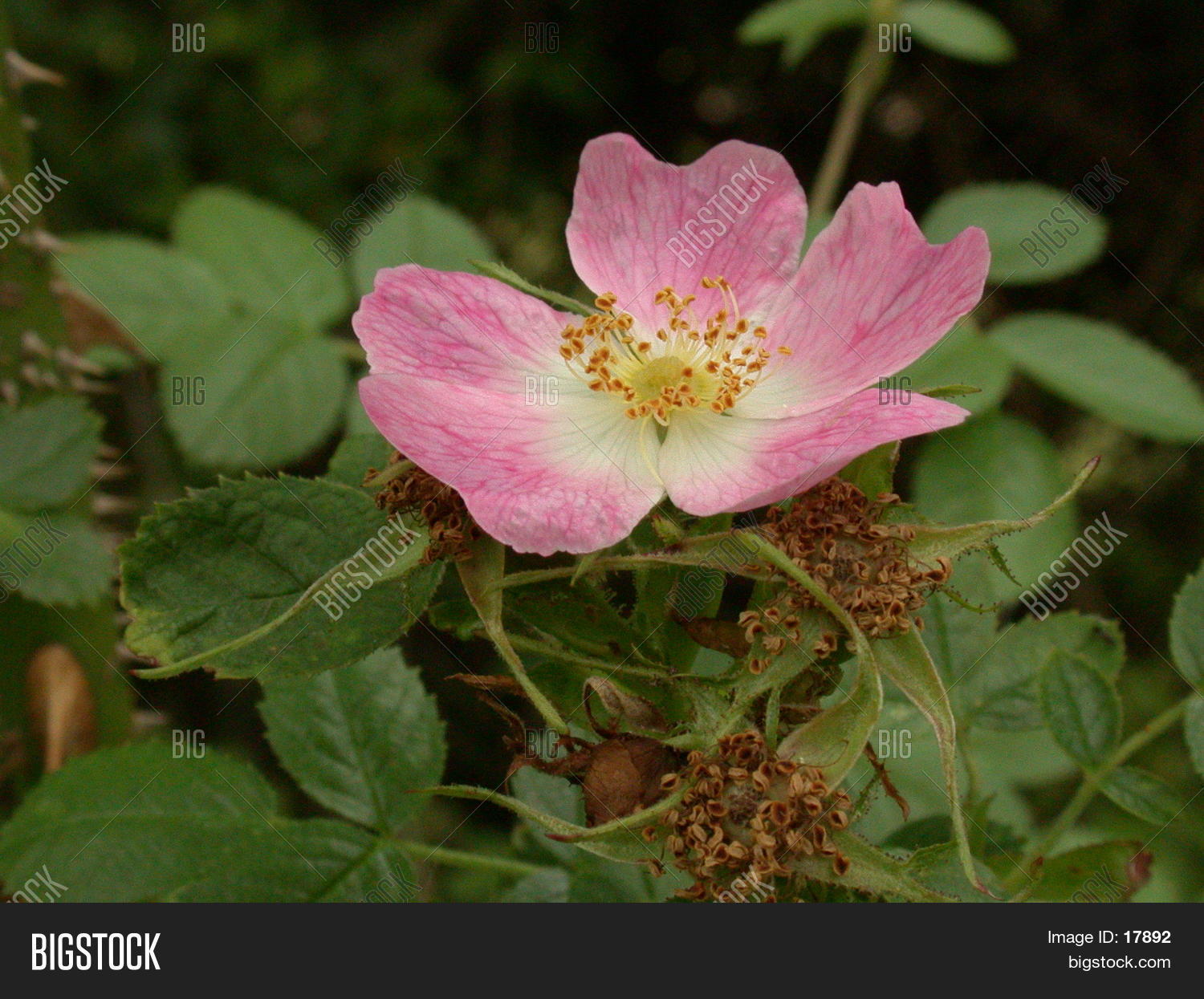 Dog Rose Flower Image & Photo (Free Trial) | Bigstock