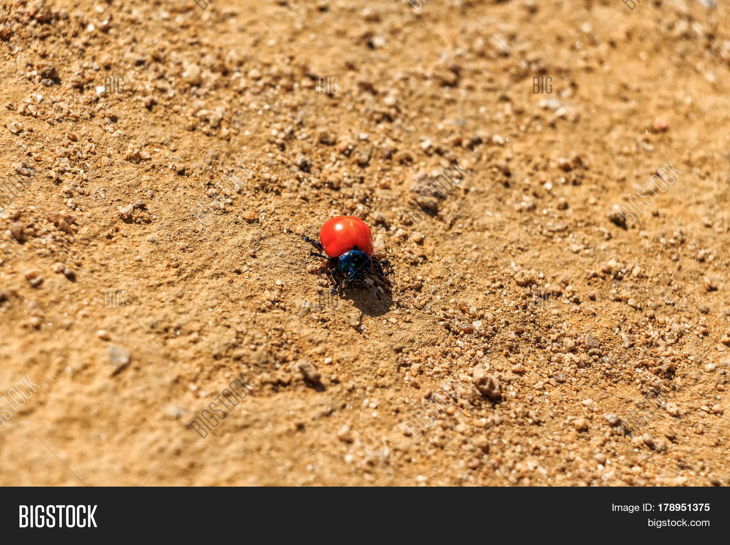 Spotless Ladybug On Image & Photo (Free Trial) | Bigstock