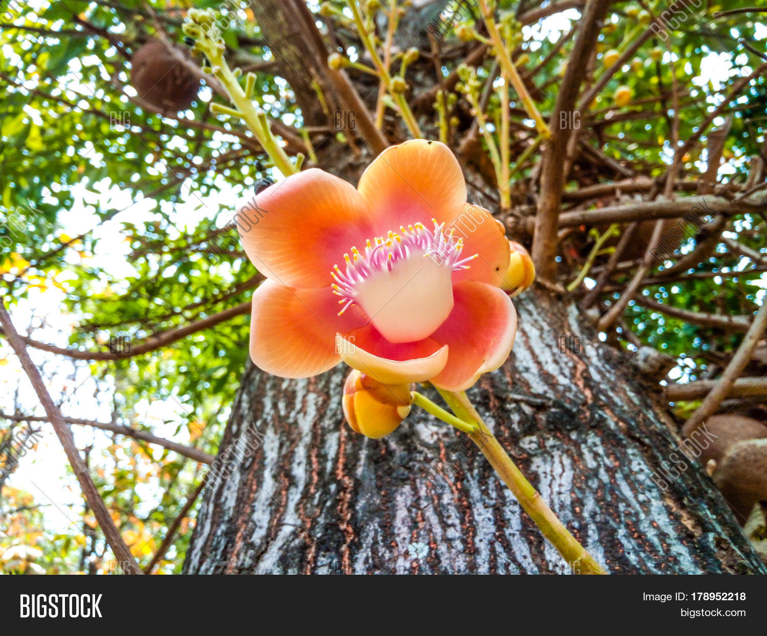 Closeup Shorea Robusta Image & Photo (Free Trial) | Bigstock