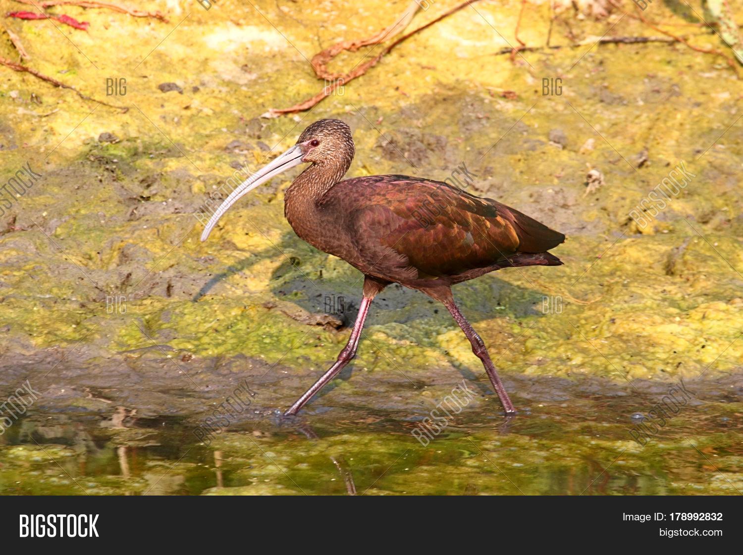 White-faced Ibis ( Image & Photo (Free Trial) | Bigstock