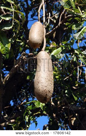 Breakfast Tree Image & Photo (Free Trial) | Bigstock
