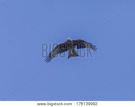 Handsome Eagle Sky Image & Photo (Free Trial) | Bigstock