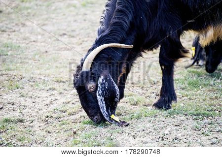 Maltese Goat, Goat Image & Photo (Free Trial) | Bigstock