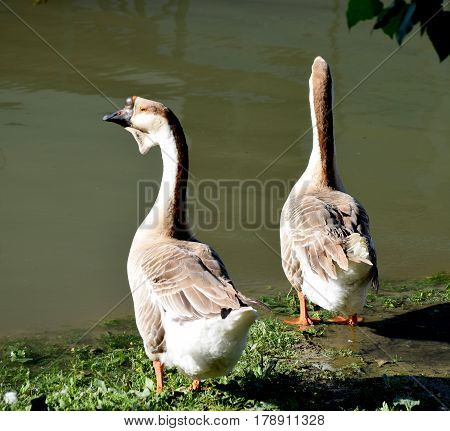 Farming Chinese Geese Image & Photo (Free Trial) | Bigstock