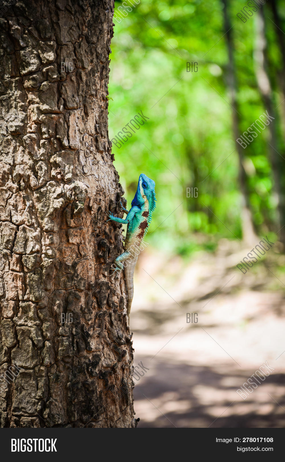 Garden Lizard On Tree Image & Photo (Free Trial) | Bigstock