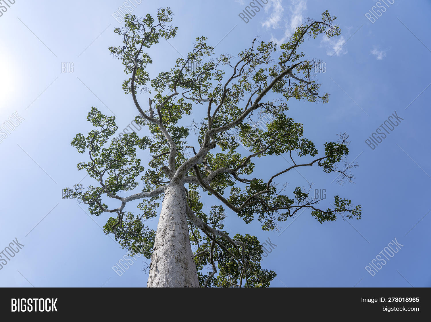 Big Tropical Tree Sky Image & Photo (Free Trial) | Bigstock