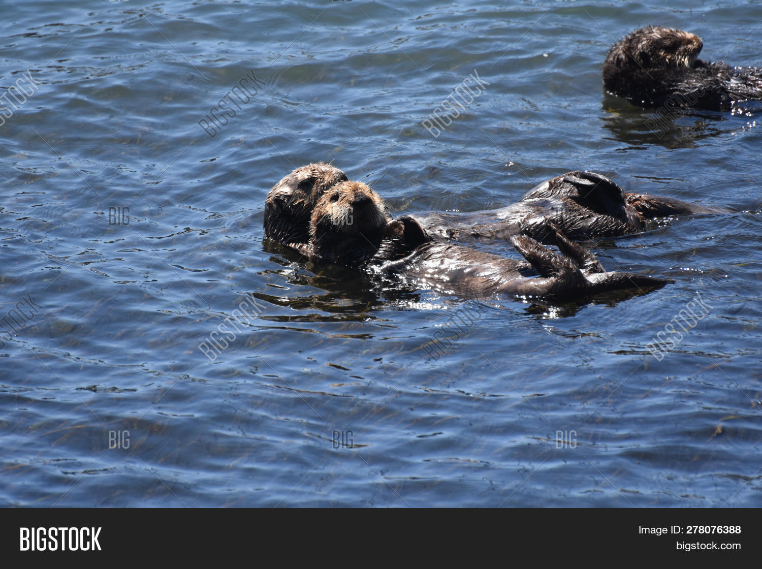 Floating Group Sea Image & Photo (Free Trial) | Bigstock