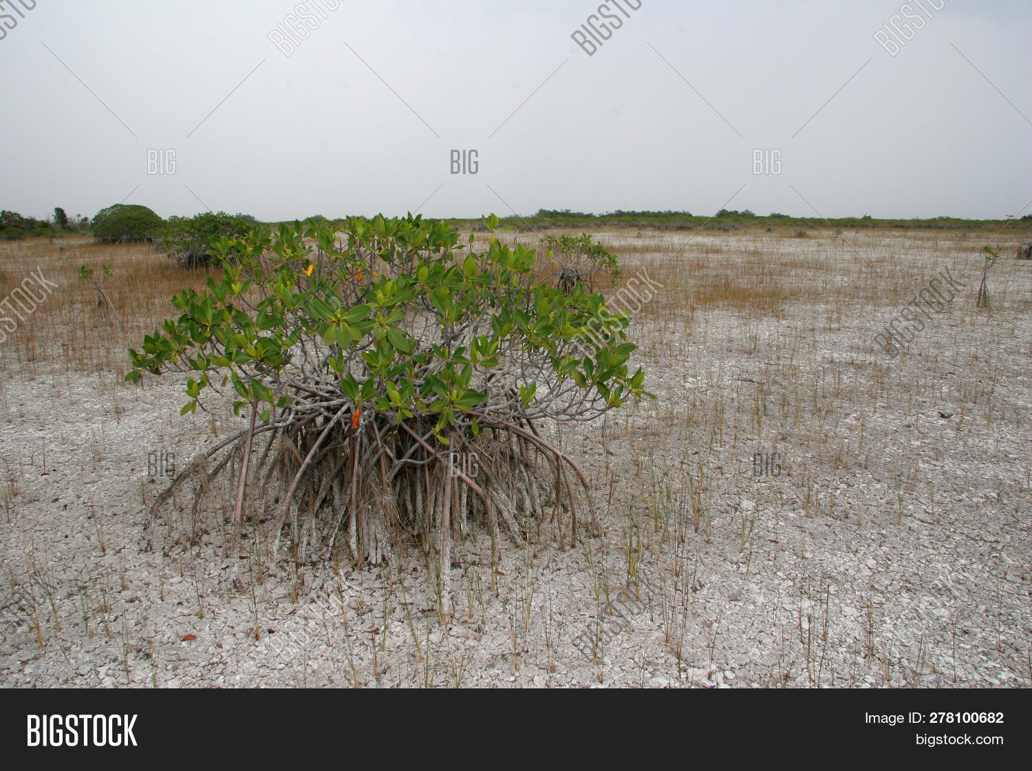 Dwarf Mangroves Trees Image & Photo (Free Trial) | Bigstock