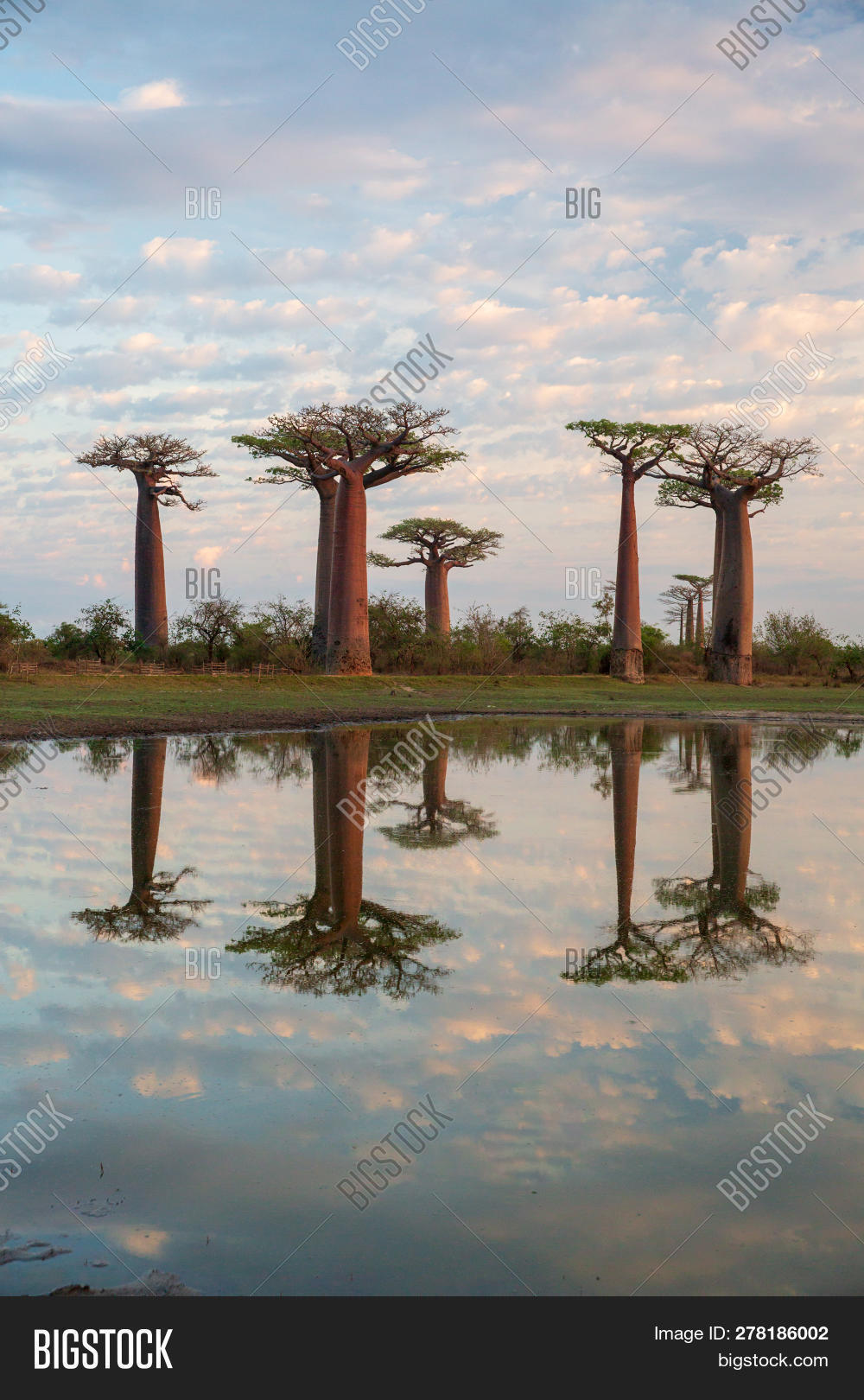 Beautiful Baobab Trees Image & Photo (Free Trial) | Bigstock