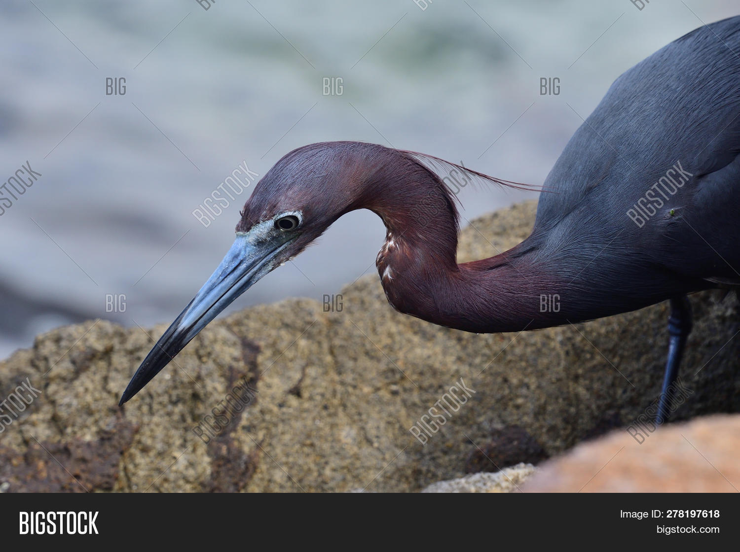 Little Blue Heron ( Image & Photo (Free Trial) | Bigstock