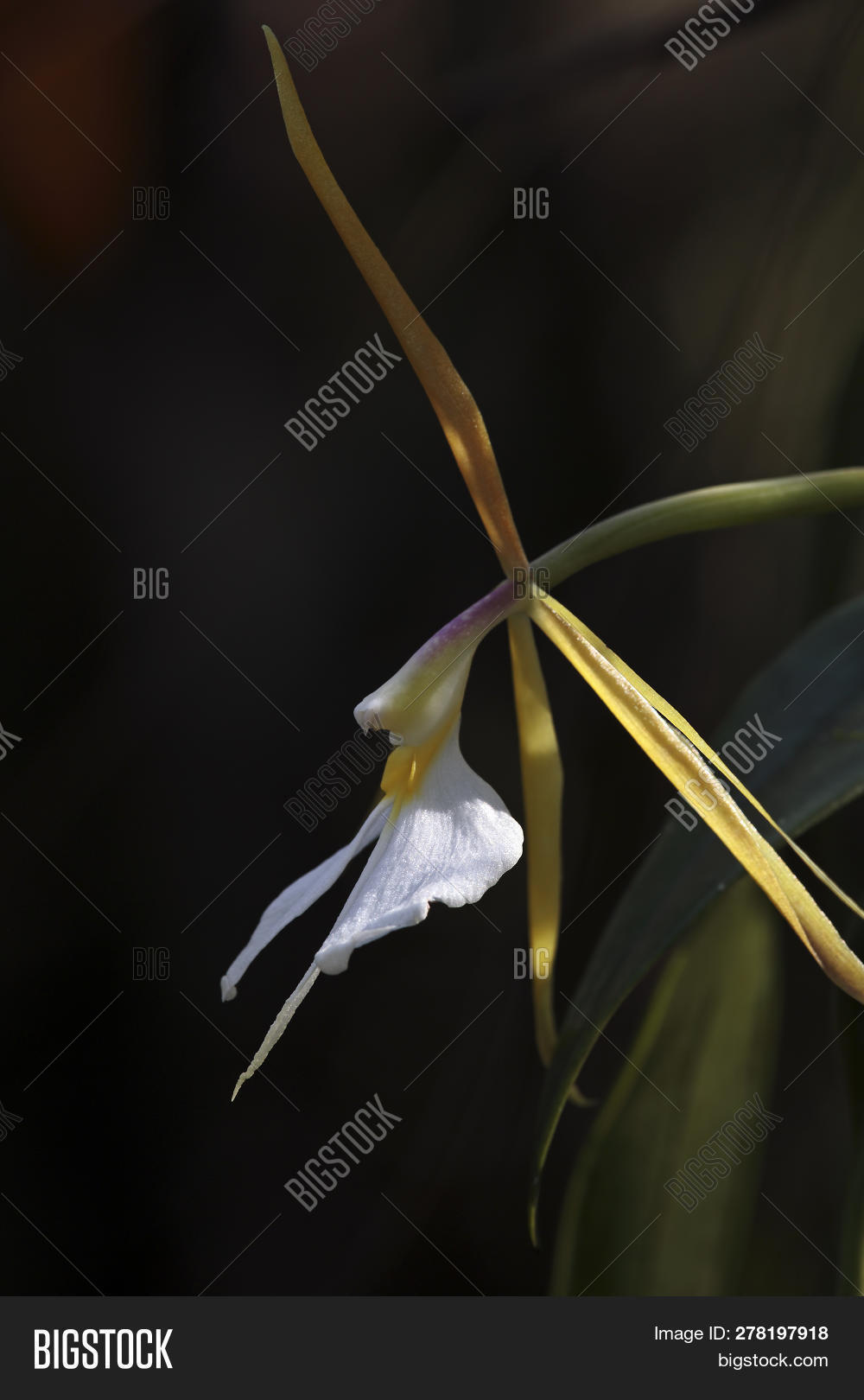 Endangered Night Image & Photo (Free Trial) | Bigstock