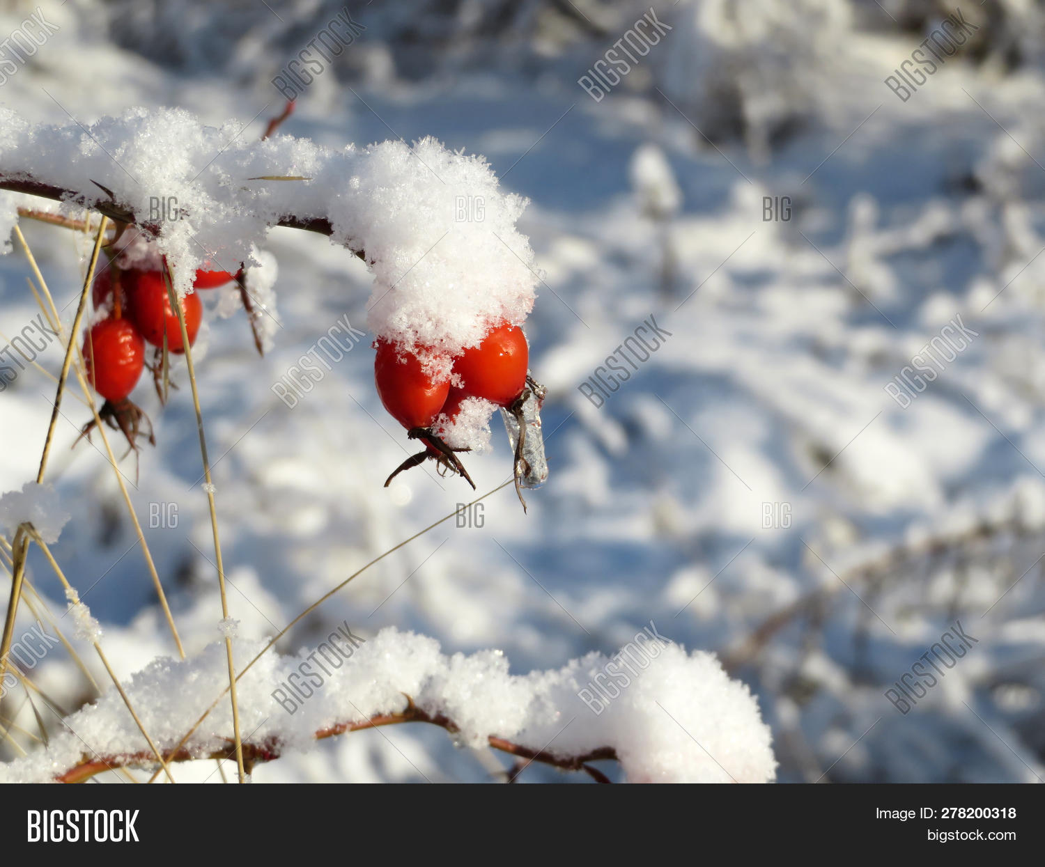 Snow Covered Red Image & Photo (Free Trial) | Bigstock