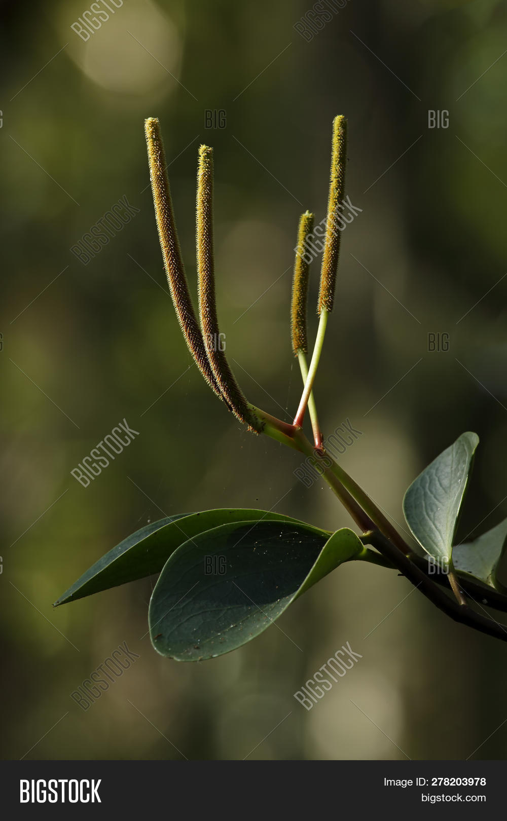 Rare Florida Peperomia Image & Photo (Free Trial) | Bigstock