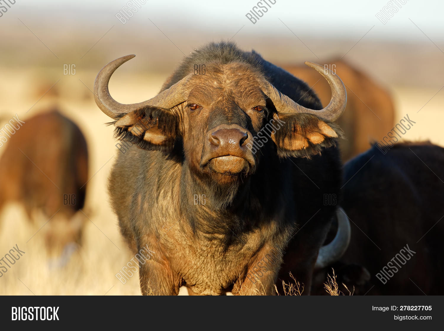 Portrait African Cape Image & Photo (Free Trial) | Bigstock