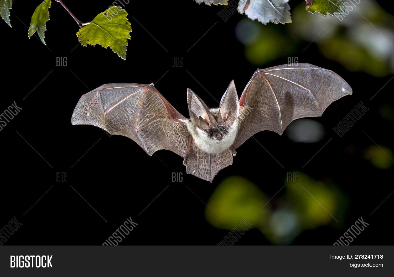 Flying Bat Hunting Image & Photo (Free Trial) | Bigstock