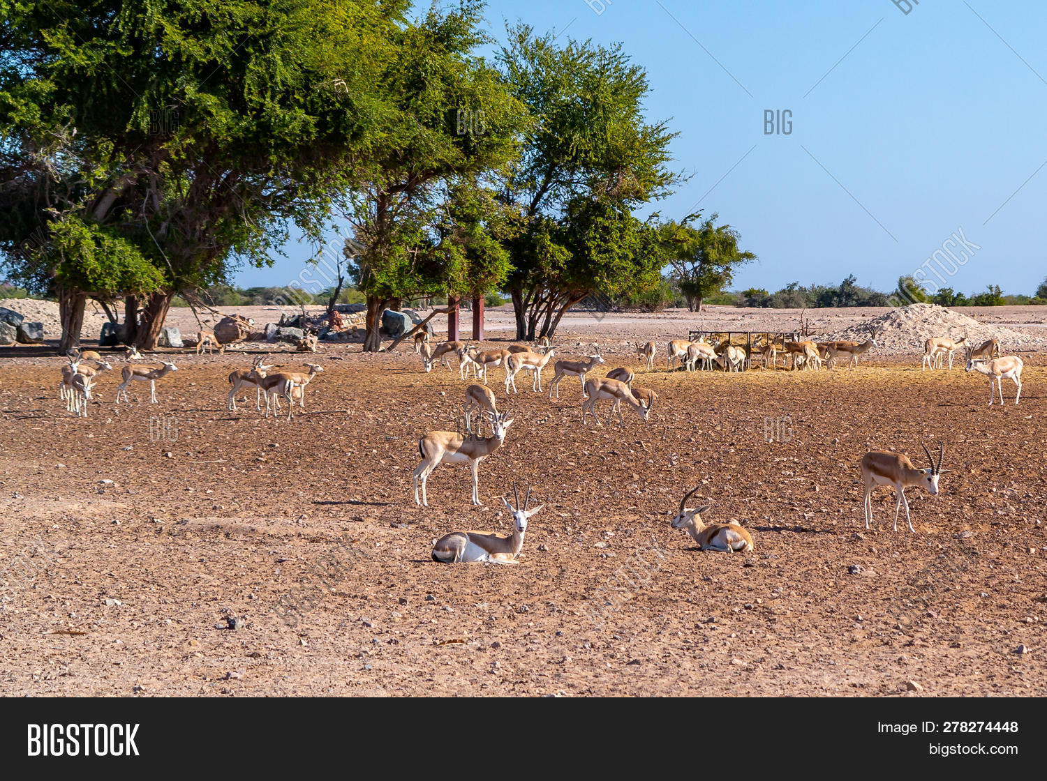 Antelope Group Safari Image & Photo (Free Trial) | Bigstock