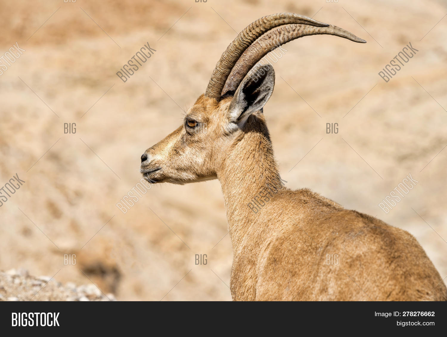 Goat Antelope Portrait Image & Photo (Free Trial) | Bigstock