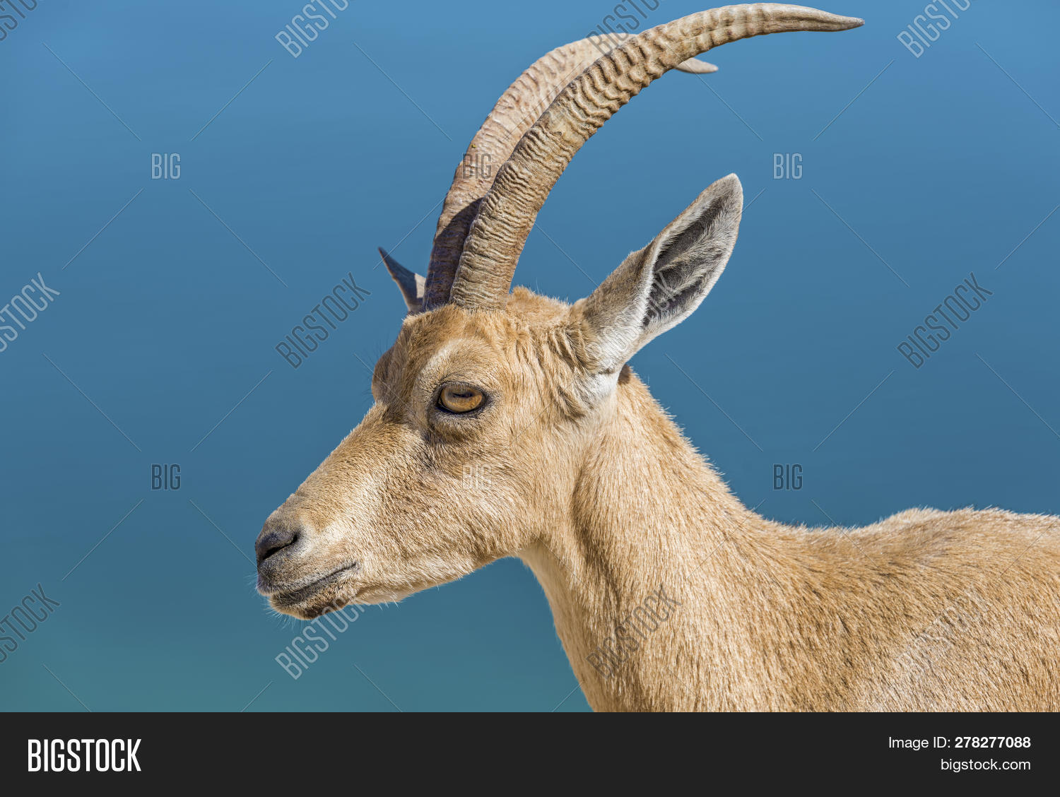 Goat Antelope Portrait Image & Photo (Free Trial) | Bigstock