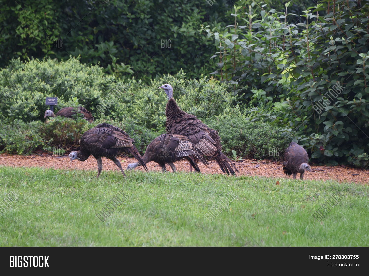 Flock Turkeys Park. Image & Photo (Free Trial) | Bigstock