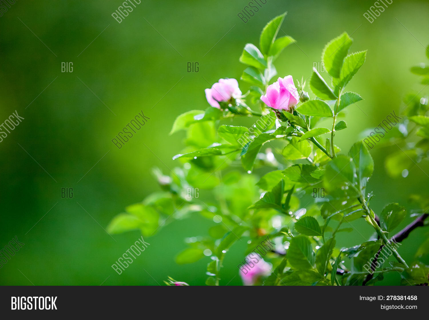 Pink Rose Buds. Image & Photo (Free Trial) | Bigstock