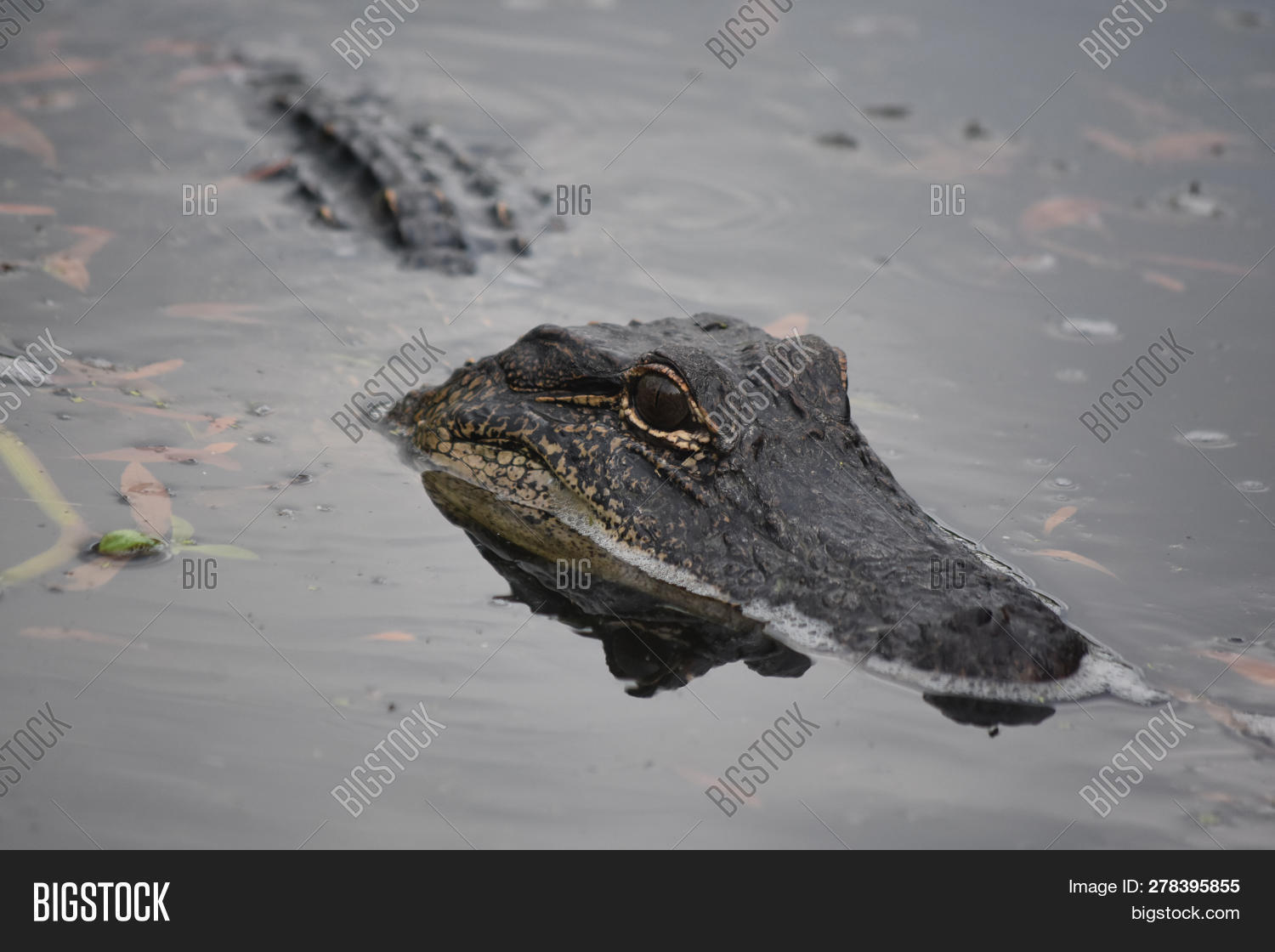Alligator Moving Image & Photo (Free Trial) | Bigstock