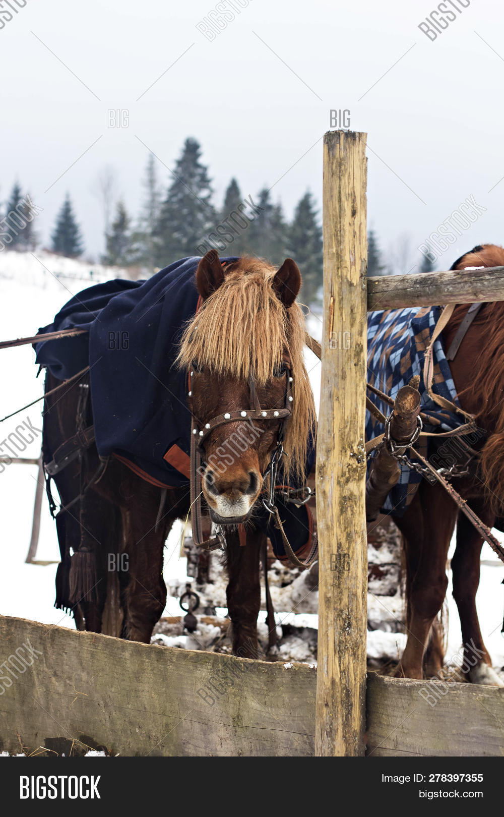Horses Sledding Winter Image & Photo (Free Trial) | Bigstock
