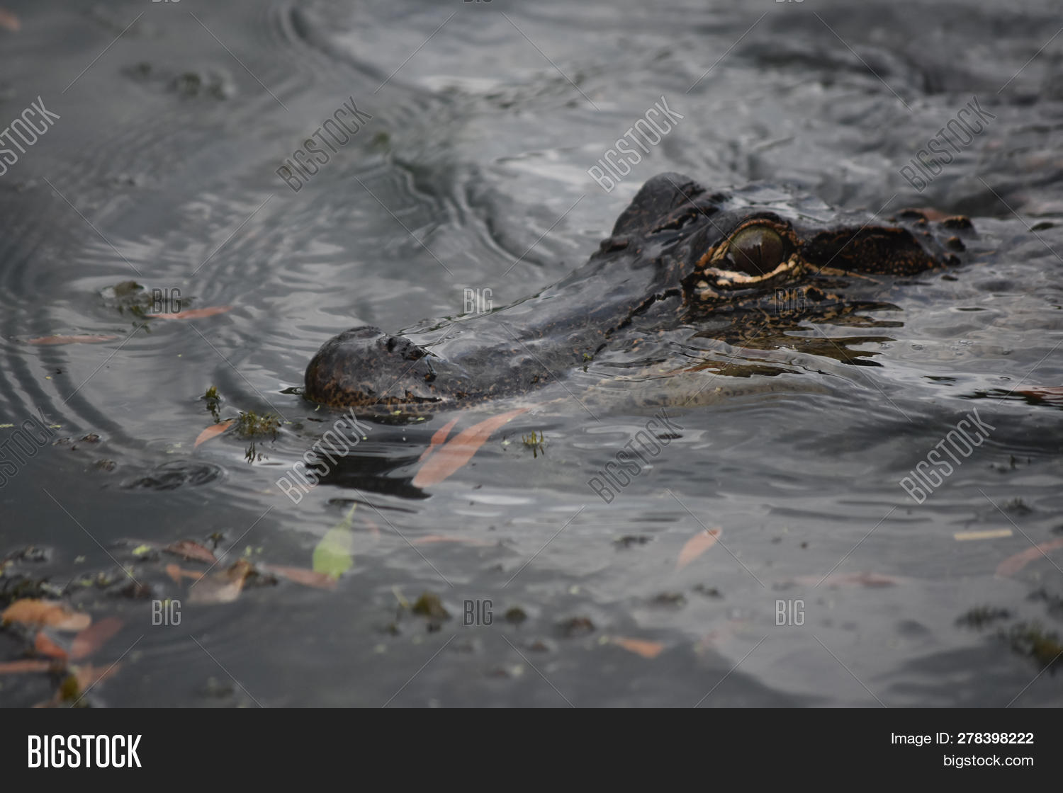 Alligator His Long Image & Photo (Free Trial) | Bigstock